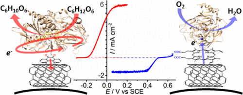 A High Power Buckypaper Biofuel Cell: Exploiting 1,10-Phenanthroline-5 ...