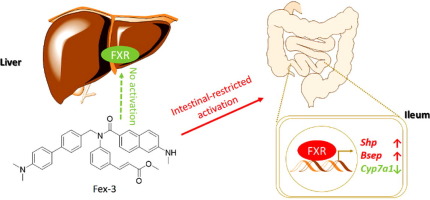 A novel intestinal-restricted FXR agonist,Bioorganic & Medicinal ...