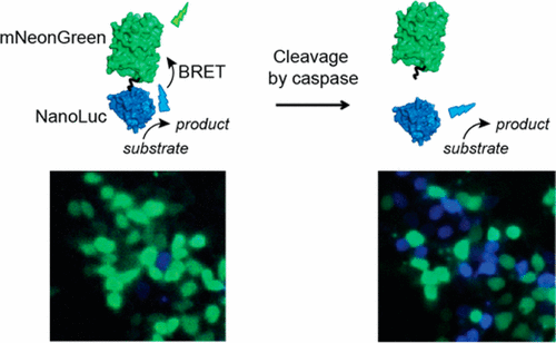 Bright Bioluminescent BRET Sensor Proteins for Measuring Intracellular ...