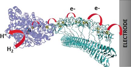 Interprotein Electron Transfer between FeS-Protein Nanowires and Oxygen ...