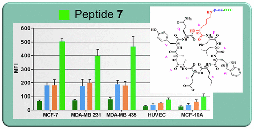 Proteolytically Stable Cyclic Decapeptide for Breast Cancer Cell ...