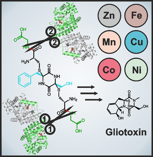Gliotoxin Biosynthesis: Structure, Mechanism, and Metal Promiscuity of ...
