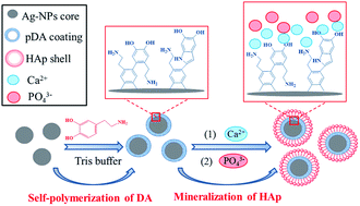 Fabrication of core–shell Ag@pDA@HAp nanoparticles with the ability for controlled release of ...