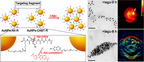 配体介导和酶导向的精确靶向和保留，用于胶质母细胞瘤的增强治疗,ACS Applied Materials & Interfaces - X-MOL