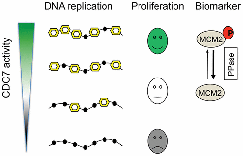 DNA Replication Dynamics and Cellular Responses to ATP Competitive CDC7 ...