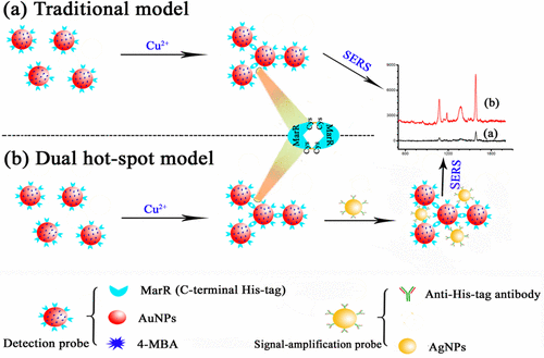 基于双热点模型与MarR蛋白偶联的铜（II）离子SERS分析：新型Cu 2+ 特异性生物识别元件,Analytical Chemistry ...