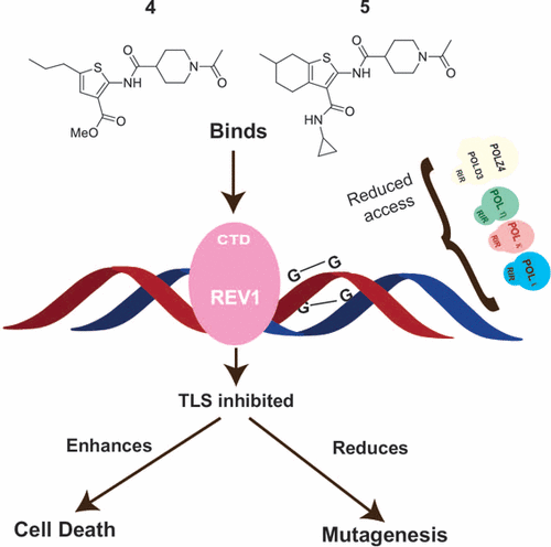 Identification of Small Molecule Translesion Synthesis Inhibitors That ...