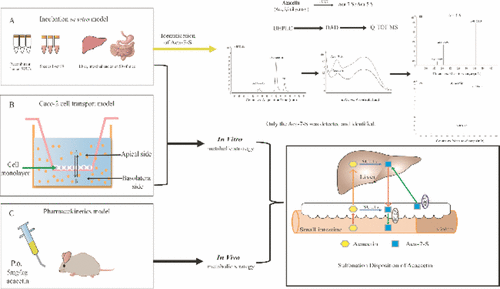 Acacetin的磺化处置：体内和体外,Journal of Agricultural and Food Chemistry - X-MOL