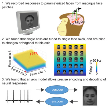 The Code for Facial Identity in the Primate Brain,Cell - X-MOL