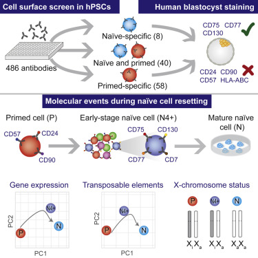 Comprehensive Cell Surface Protein Profiling Identifies Specific ...