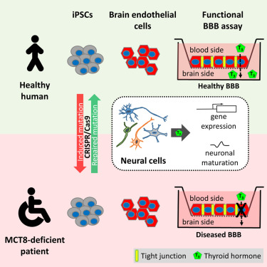 Modeling Psychomotor Retardation using iPSCs from MCT8-Deficient ...