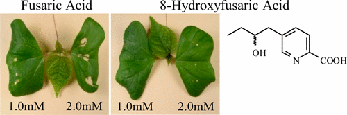 土壤微生物 Mucor rouxii 对富马酸的解毒作用 ,Journal of Agricultural and Food ...
