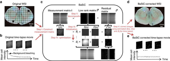 A BaSiC tool for background and shading correction of optical ...