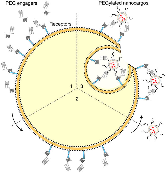 PEG接合剂对PEG化纳米药物的条件内在化，用于三阴性乳腺癌治疗。,Nature Communications - X-MOL