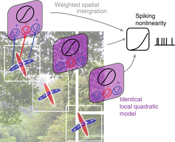 Cross-orientation suppression in visual area V2.,Nature Communications ...