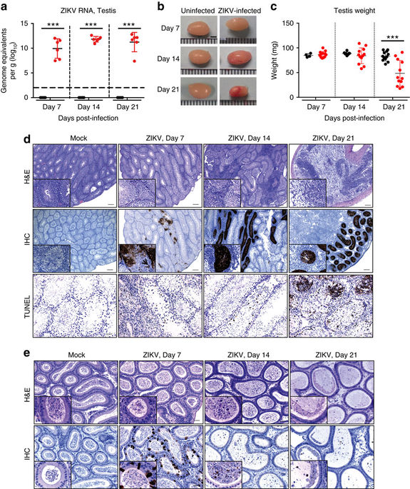 DNA vaccination protects mice against Zika virus-induced damage to the ...