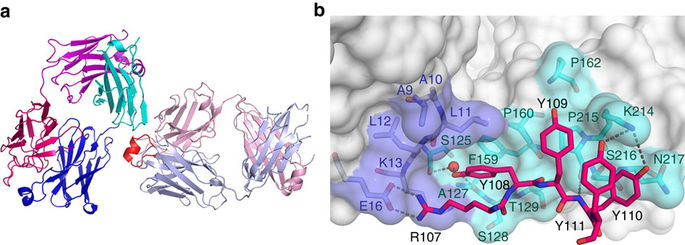 Distinct homotypic B-cell receptor interactions shape the outcome of ...