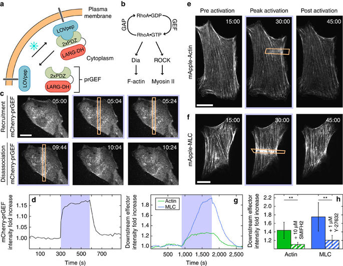 Optogenetic control of RhoA reveals zyxin-mediated elasticity of stress ...