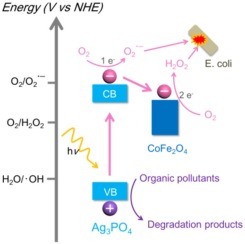 Enhancing reactive oxygen species generation and photocatalytic ...