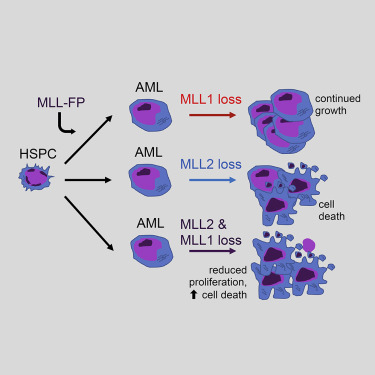 MLL2, Not MLL1, Plays a Major Role in Sustaining MLL-Rearranged Acute ...