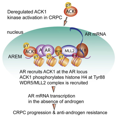 ACK1/TNK2 Regulates Histone H4 Tyr88-phosphorylation and AR Gene ...