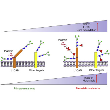 A Systems Biology Approach Identifies FUT8 as a Driver of Melanoma Metastasis,Cancer Cell - X-MOL