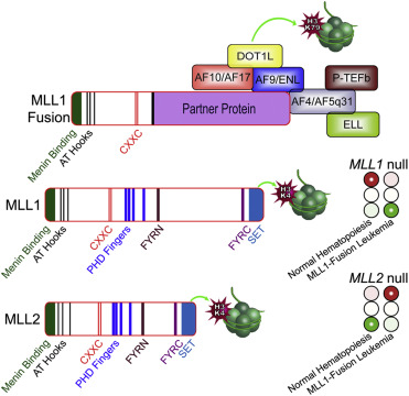 Paradoxical Effects of MLL Paralogs in MLL-Rearranged Leukemia,Cancer ...