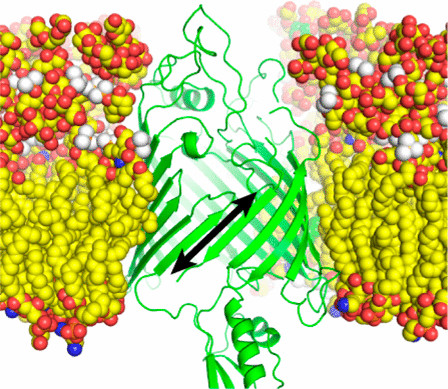 Extreme Dynamics in the BamA β-Barrel Seam,Biochemistry - X-MOL