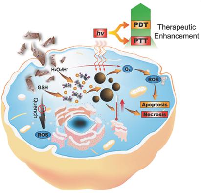 Tumor Microenvironment-Triggered Supramolecular System as an In Situ ...