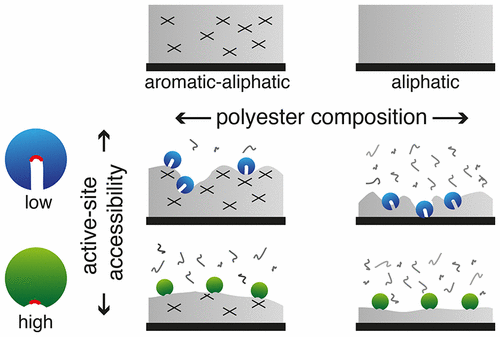 Enzymatic Hydrolysis of Polyester Thin Films at the Nanoscale: Effects ...