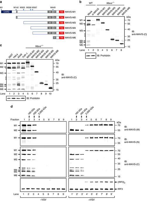 Multiple truncated isoforms of MAVS prevent its spontaneous aggregation ...