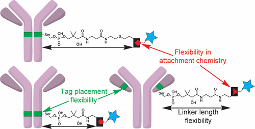Optimization of an Enzymatic Antibody–Drug Conjugation Approach Based ...