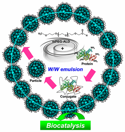 Polymer–Protein Conjugate Particles with Biocatalytic Activity for ...