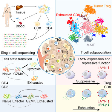 Landscape of Infiltrating T Cells in Liver Cancer Revealed by Single ...