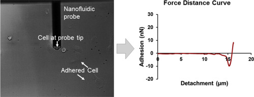 Quantification of intercellular adhesion forces measured by fluid force microscopy,Talanta - X-MOL