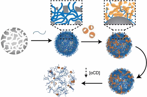 Formation of Polyrotaxane Particles via Template Assembly ...