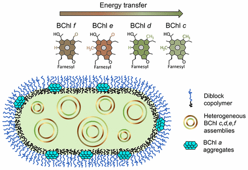 Polymer–Chlorosome Nanocomposites Consisting of Non-Native Combinations ...