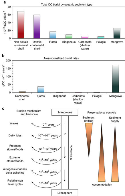 Tidal dynamics and mangrove carbon sequestration during the Oligo ...