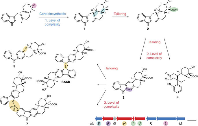 Cryptic indole hydroxylation by a non-canonical terpenoid cyclase ...