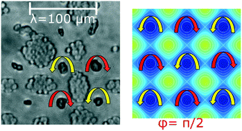 Controlled rotation and translation of spherical particles or living ...