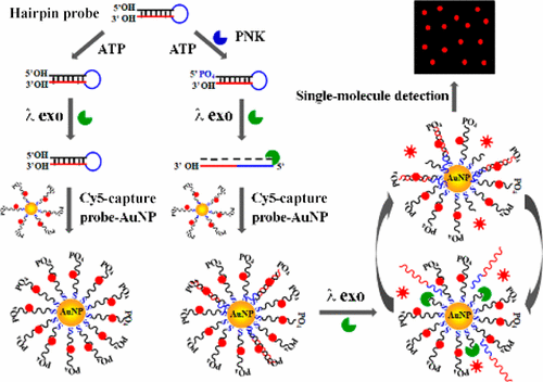 Single-Molecule Detection of Polynucleotide Kinase Based on Phosphorylation-Directed Recovery of ...