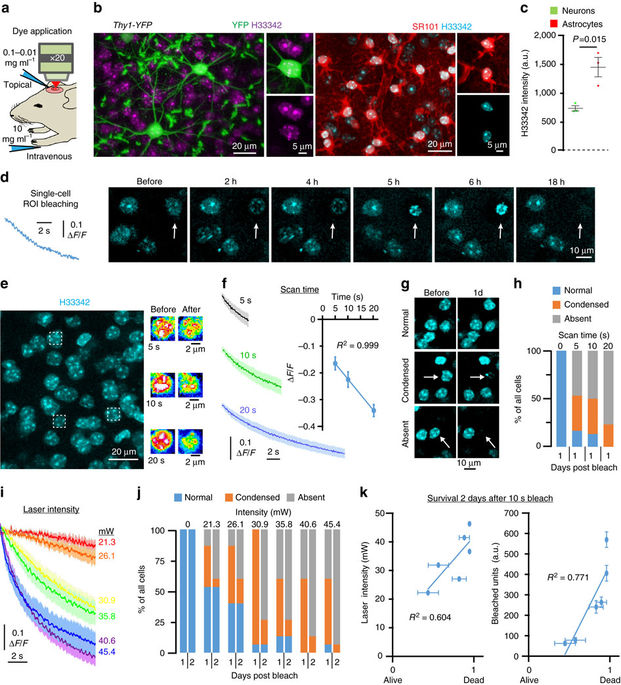 Targeted two-photon chemical apoptotic ablation of defined cell types ...
