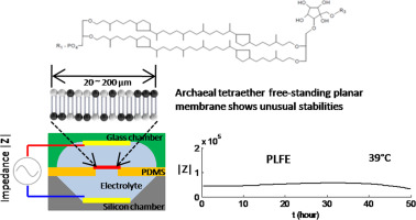 Stability of free-standing tetraether planar membranes in microchips ...