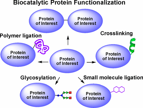 Commercial Applications for Enzyme-Mediated Protein Conjugation: New ...