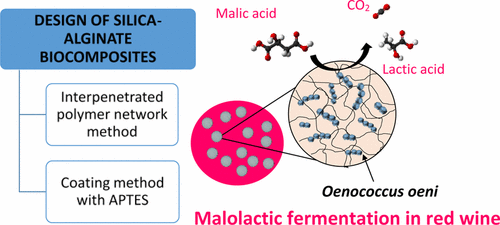 Highly Efficient Malolactic Fermentation of Red Wine Using Encapsulated ...