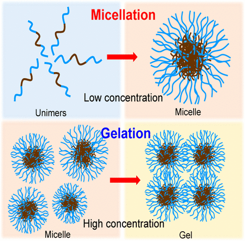 Role of Solvent Water in the Temperature-Induced Self-Assembly of a ...