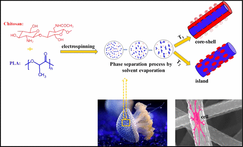 Polylactic Acid Nanofiber Scaffold Decorated with Chitosan Islandlike ...