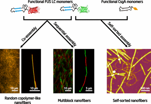 Diverse Supramolecular Nanofiber Networks Assembled by Functional Low ...