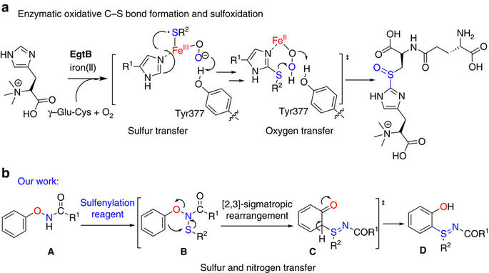 A bioinspired and biocompatible ortho-sulfiliminyl phenol synthesis ...