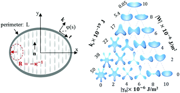 Morphology of elastic nematic liquid crystal membranes,Soft Matter - X-MOL